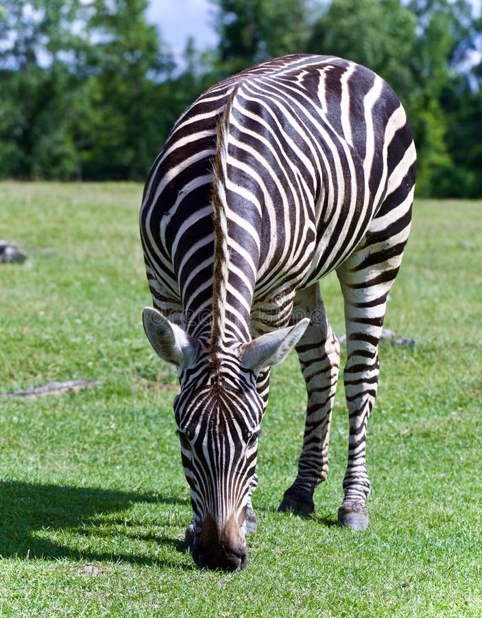 Picture with a Zebra Eating the Grass on a Field Stock Image - Image of ...