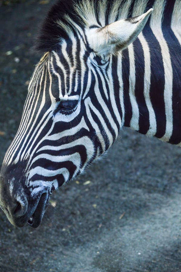 Picture of Zebra Face Close Up Stock Image - Image of head ...