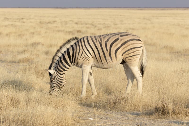 A picture of a zebra stock photo. Image of african, herbivore - 262031484