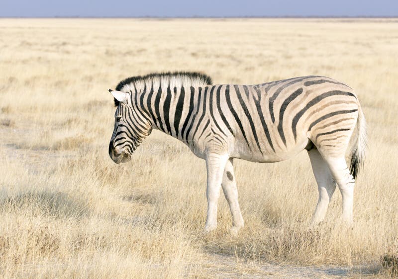 A picture of a zebra stock image. Image of safari, african - 262031491