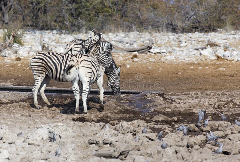 A Picture of Zebra in National Park Stock Image - Image of namibia ...