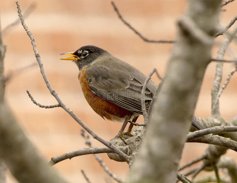 American Robin Perched in a Leafless Tree in Dallas, Texas. Stock Photo ...