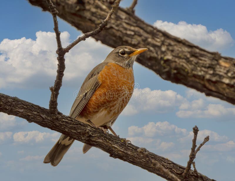 American Robin Perched in a Leafless Tree in Dallas, Texas. Stock Image ...