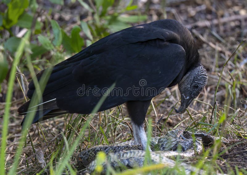 Black Vulture Eating a Dead Python Along the Roadside in the Everglades ...