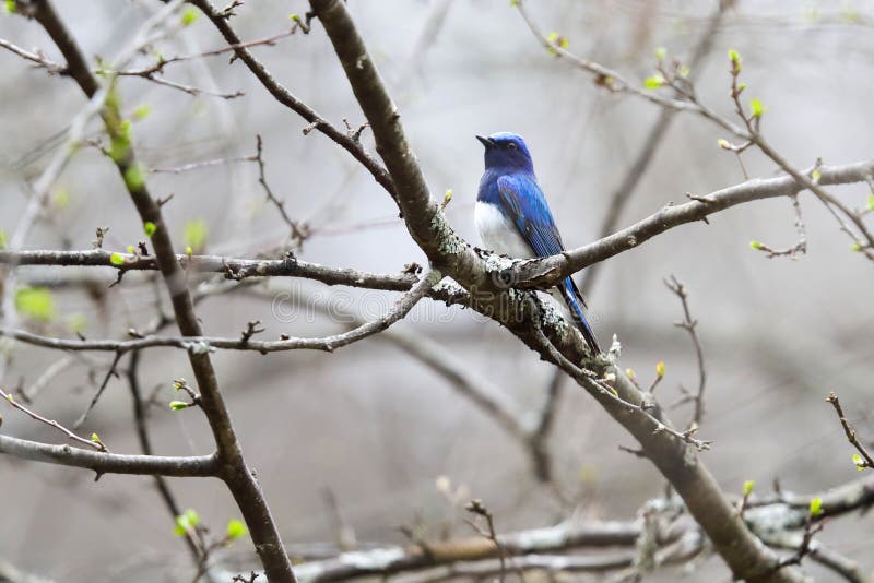 Blue Bird on the Branch of Tree Stock Photo - Image of white, lovely ...