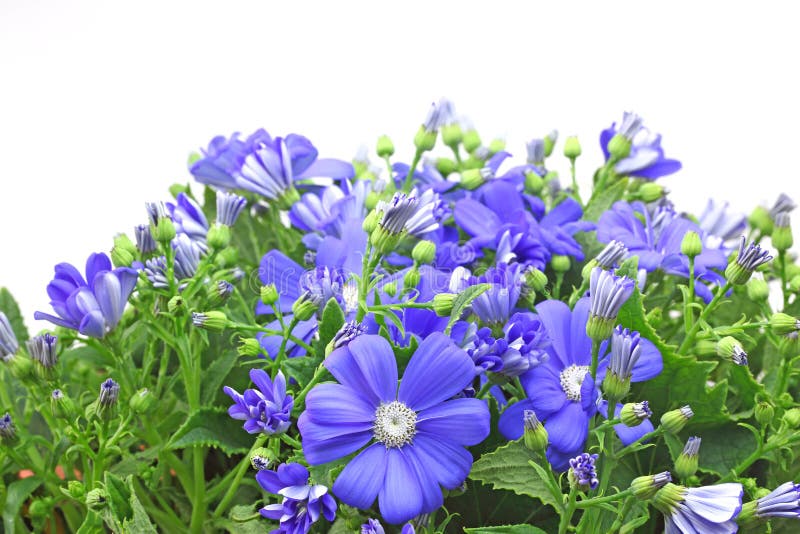 Blue Cineraria in a White Background Stock Image - Image of florist ...