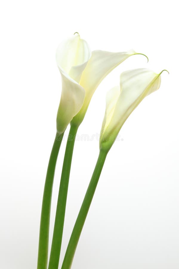 Hippeastrum Amaryllis Sonatini Pink Rascal Stock Photo - Image of ...