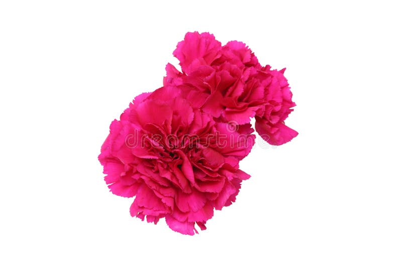 Carnations in a White Background Stock Image - Image of nature, shot ...