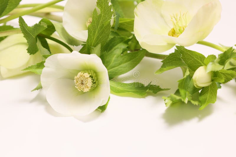 Christmas Rose in a White Background Stock Image - Image of isolated ...