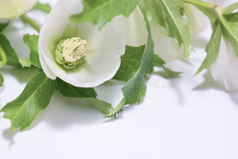 Christmas Rose in a White Background Stock Image - Image of springtime ...