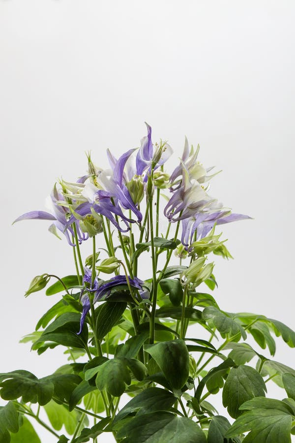 Columbines in a White Background Stock Photo - Image of flower, shot ...