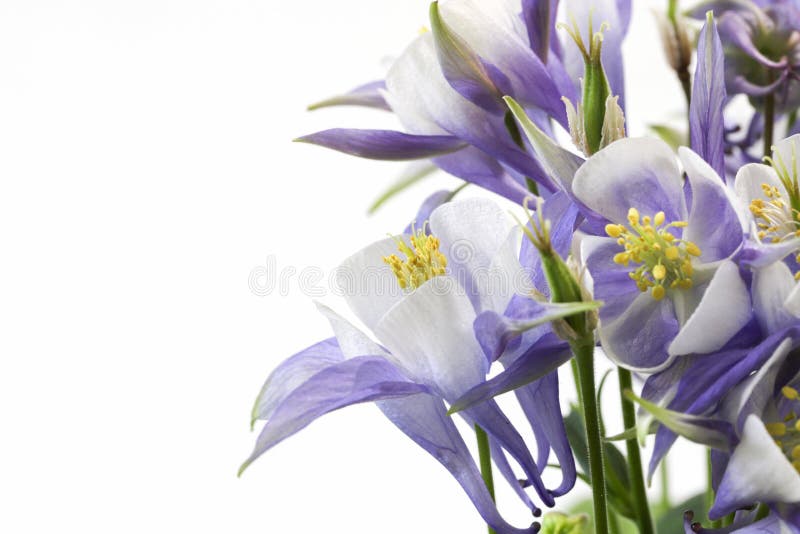 Columbines in a White Background Stock Image - Image of floral, shot ...