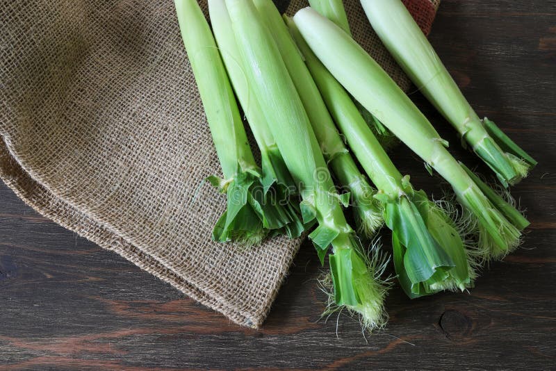 Rice Stem, Cross Section, High Power Stock Photo - Image of educational ...