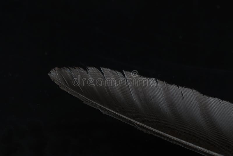 The feather of crow stock photo. Image of black, bird - 151643574