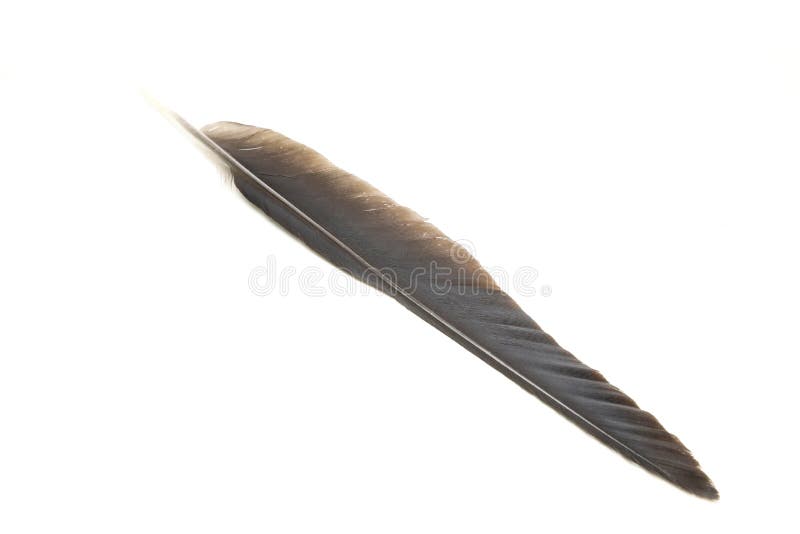 The feather of crow stock image. Image of bird, feather - 151643687