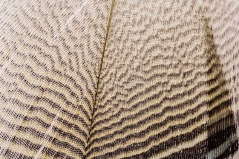 Feathers of the wood duck stock image. Image of duck - 150757057