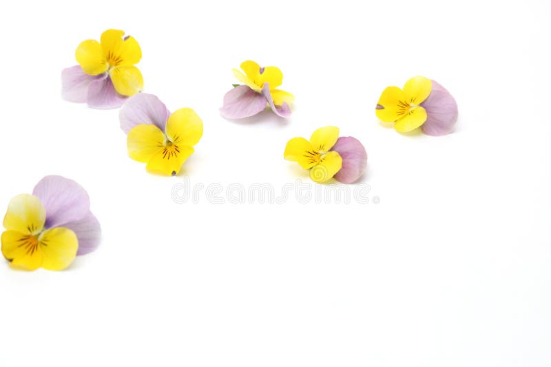 Flower Head of Viola in a White Background Stock Photo - Image of copy ...