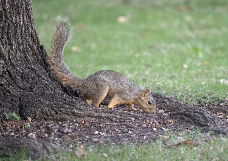 Fox Squirrel on Tree Root, Eating a Nut, Dallas, Texas Stock Image ...