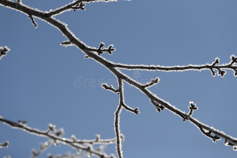 Freezing branch of tree stock image. Image of winter - 110643073