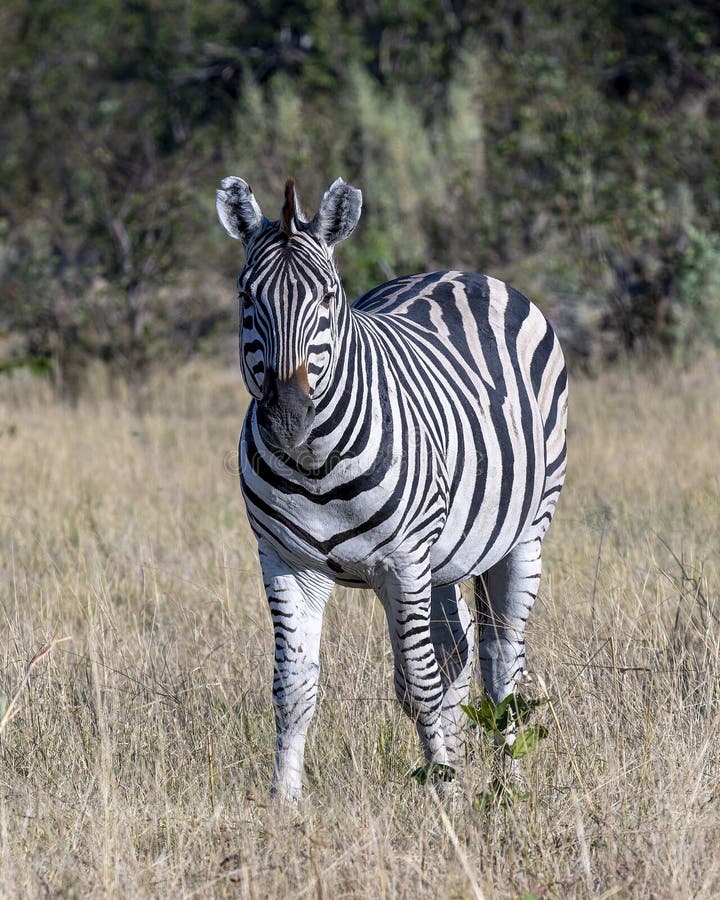 Frontview of a Plains Zebra Standing in an Open Field in the Okavango ...