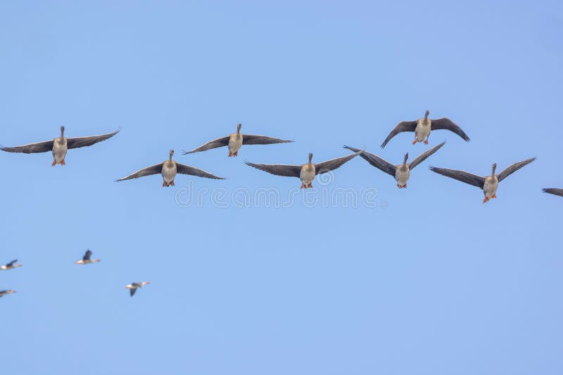 A Group of Bean Goose in Flying Stock Image - Image of wild, waterfowl ...