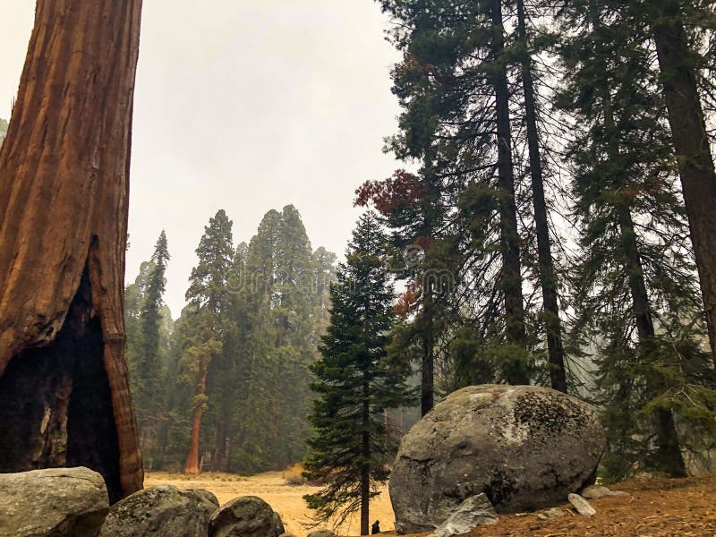 Tiny Person and Giant Tree at Seqoia National Park Stock Photo - Image ...