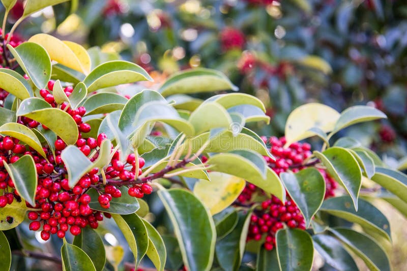 Holly Tree Ilex with Red Berries Stock Image - Image of holly, berry ...