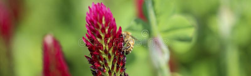 Honey Bee on the Crimson Clover Stock Photo - Image of spring, flower ...