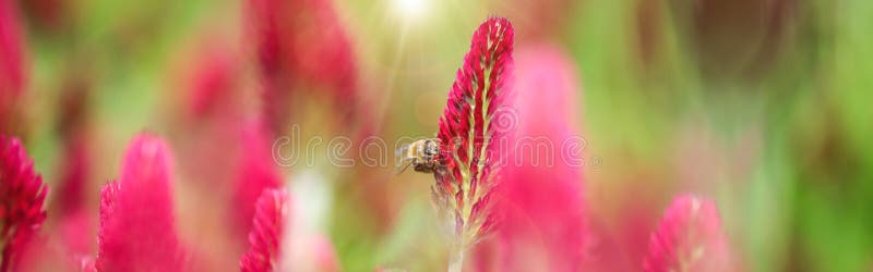 Honey Bee on the Crimson Clover Stock Photo - Image of clover, bloom ...