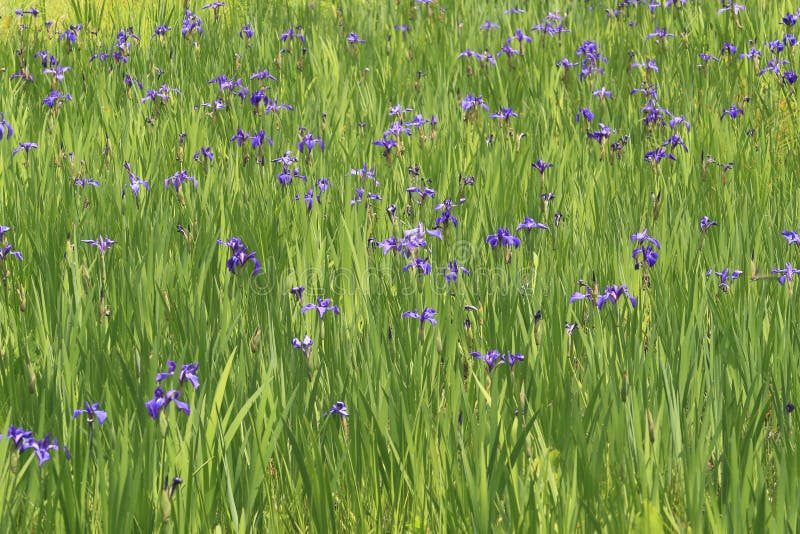 Iris Grow in Clusters in Swamp Stock Photo - Image of swamp, wetlands ...