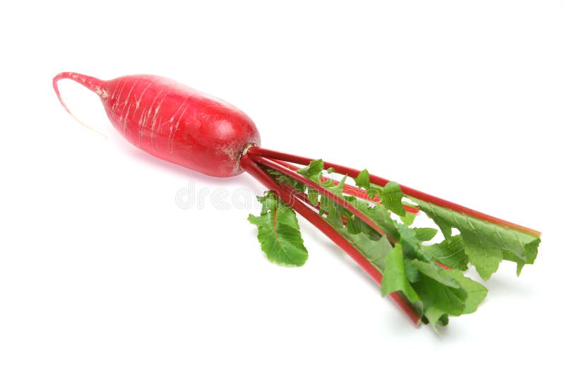 Japanese Radish Leaves in a White Background Stock Photo - Image of ...