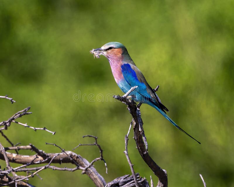 Lilac-breasted Roller Perched on a Leafless Shrub with an Insect in Its ...