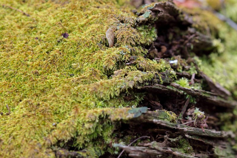 Mossy stump stock image. Image of detail, environment - 79910967