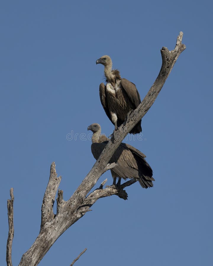 A Pair of White-backed Vultures Perched on Top of a Dead Leafless Tree ...