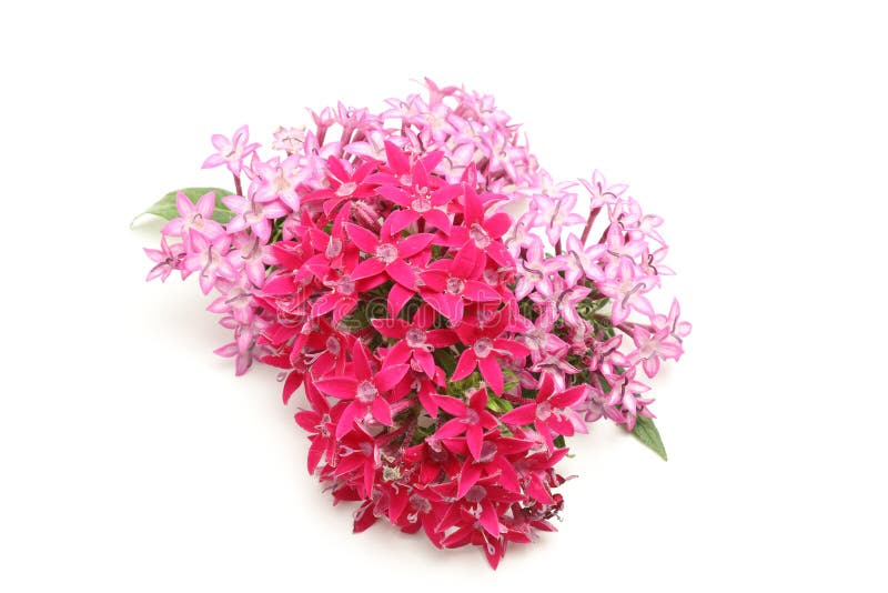 Pentas in a White Background Stock Photo - Image of cluster, pink: 74389648
