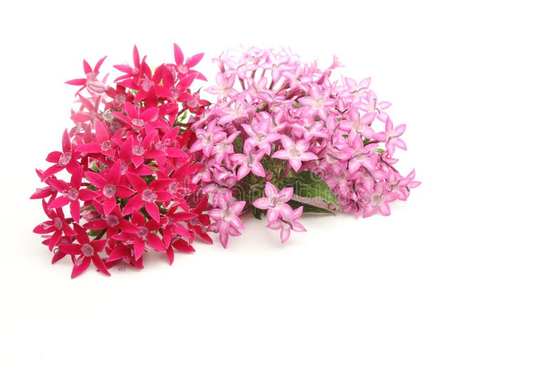 Pentas in a White Background Stock Photo - Image of cluster, pink: 74389648