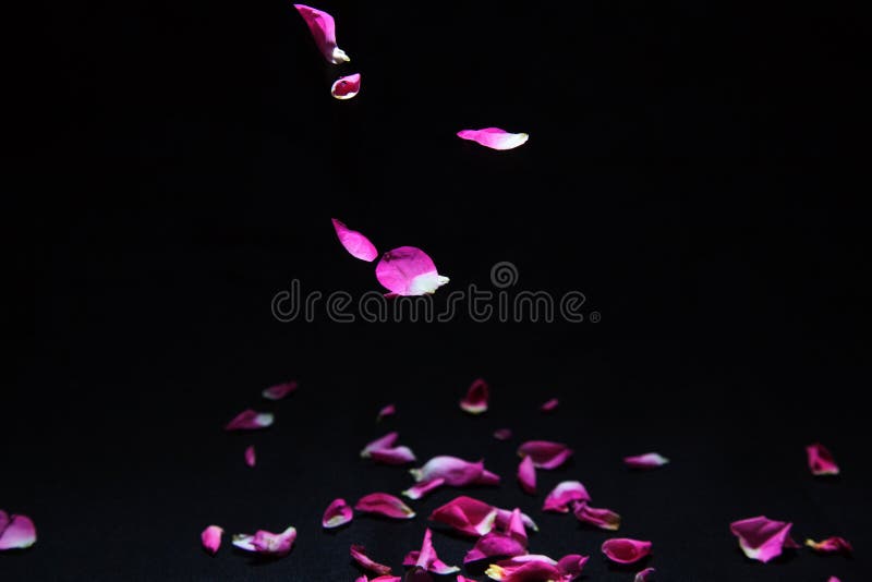 Petal of rose in falling stock image. Image of petal - 164295167