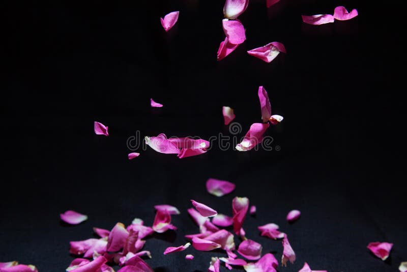 Petal of rose in falling stock image. Image of nature - 164295117