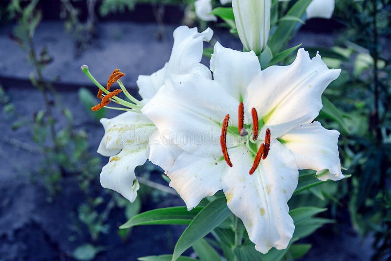 White lily beautiful stock photo. Image of closeup, dewdrops - 120205516