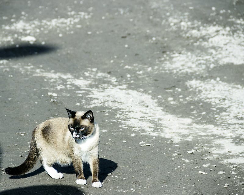 Beautiful Siamese Cat on the Road Stock Image - Image of cottage ...