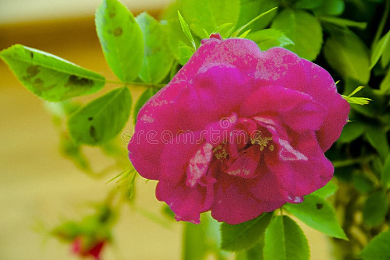 One beautiful pink rose stock photo. Image of petal - 117438630