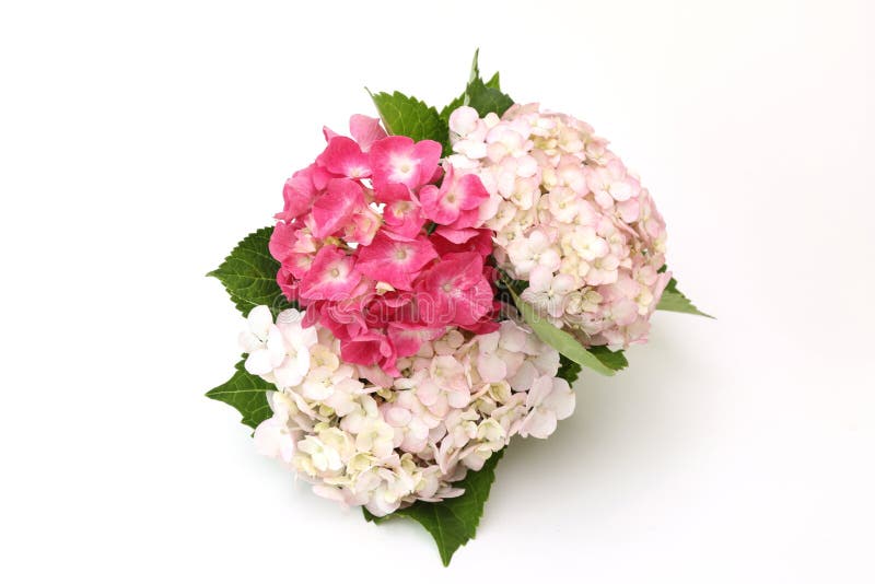 Pink Hydrangea in a White Background Stock Image - Image of green ...