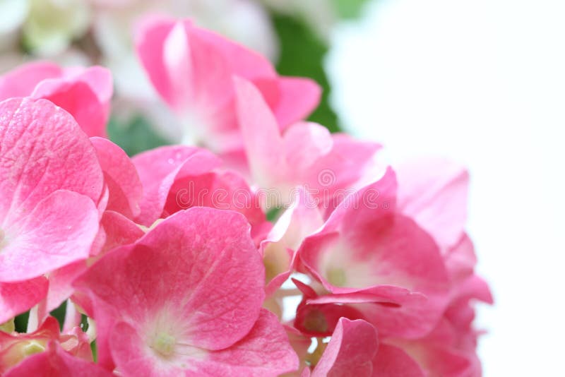 Pink Hydrangea in a White Background Stock Image - Image of pink ...