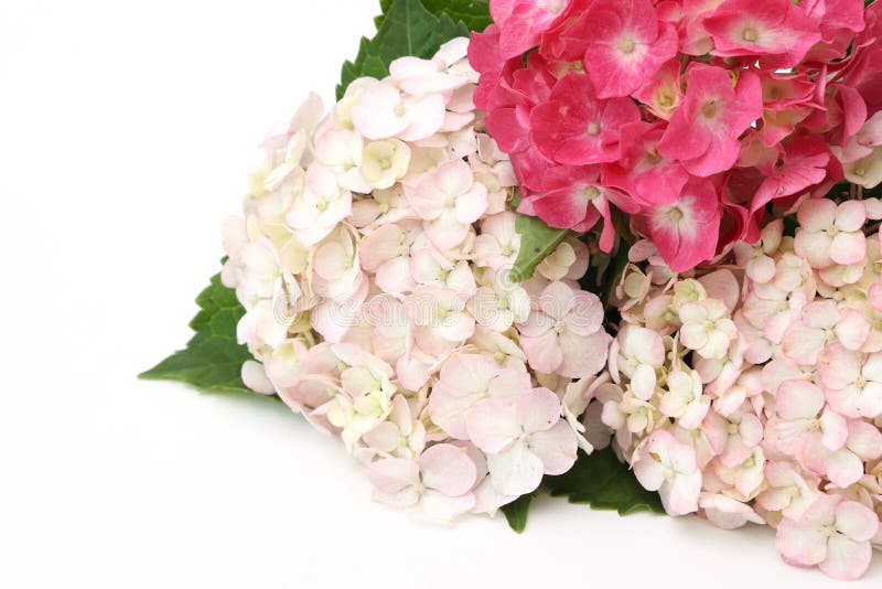 Pink Hydrangea in a White Background Stock Image - Image of seasonal ...
