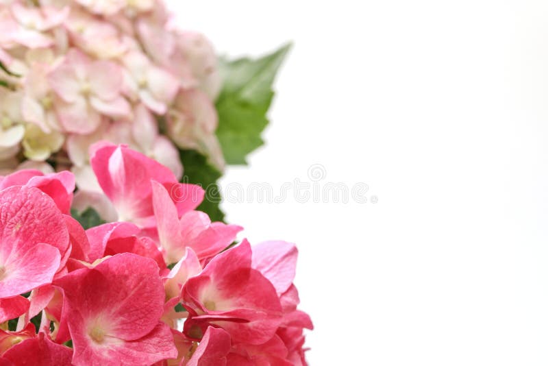Pink Hydrangea in a White Background Stock Image - Image of pink, copy ...