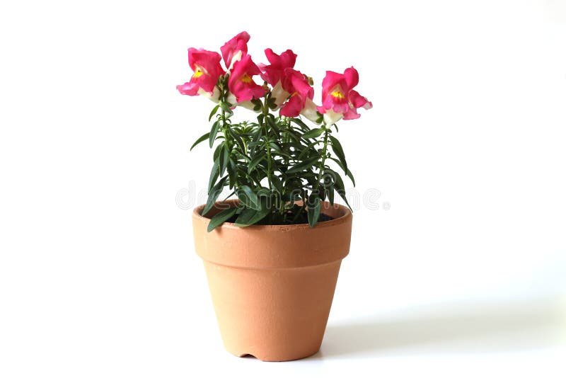 Potted Snapdragon in a White Background Stock Photo - Image of nature ...