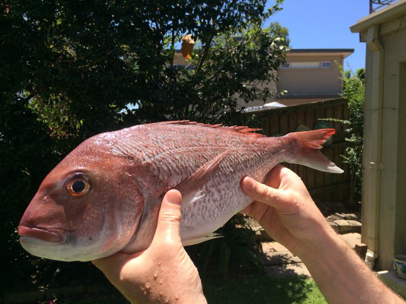 Red snapper fish stock photo. Image of sydney, fish - 121365204