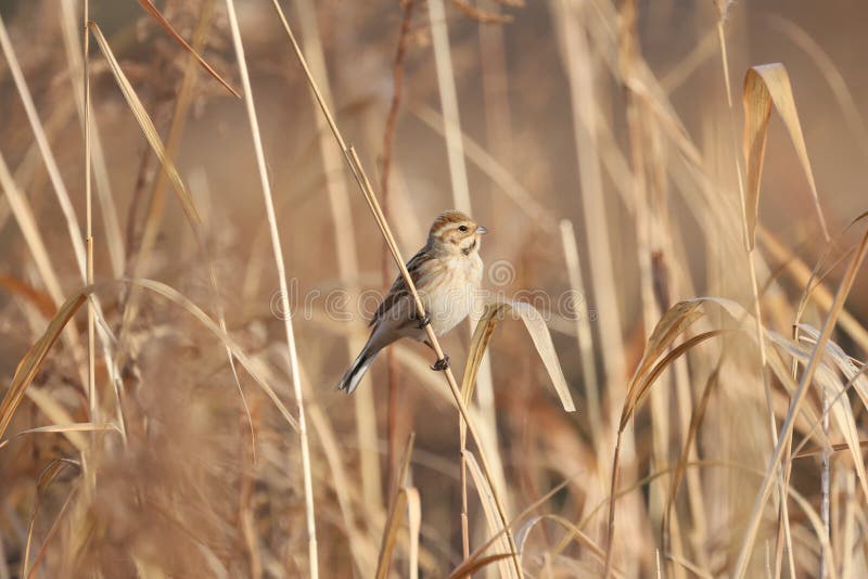 A Reed Bunting in the Reed Stem Stock Photo - Image of wildlife, wild ...