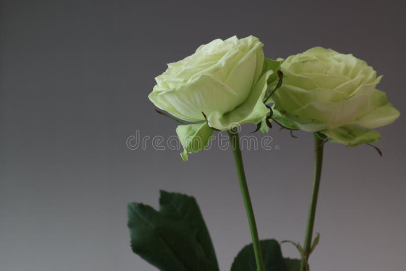 Roses in a Gray Gradation Background Stock Photo - Image of isolated ...