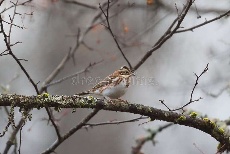 A Rustic Bunting on the Branch of Tree Stock Photo - Image of nature ...